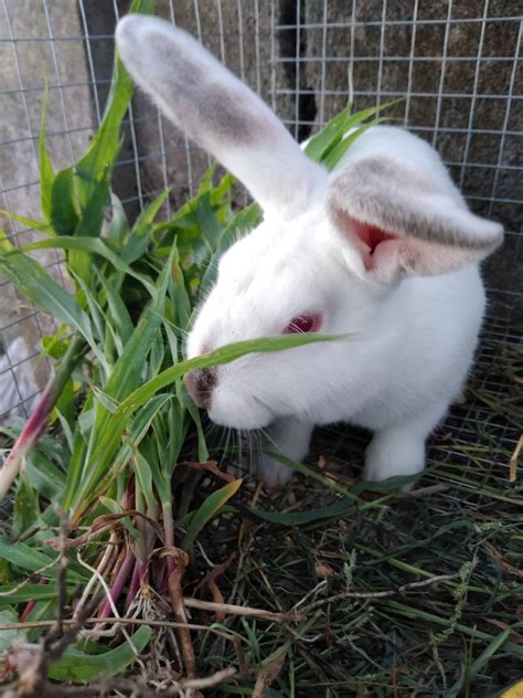 Easter Joy Rabbit Ventures Para Ka Lang Bumili Ng Puzzle Set 🙂 Limited Time Offer Para Sa Mga