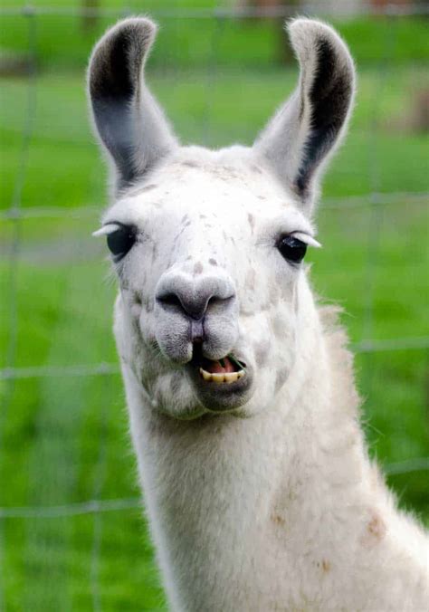 alpaca vs llama 18 differences between llamas and alpacas everywhere