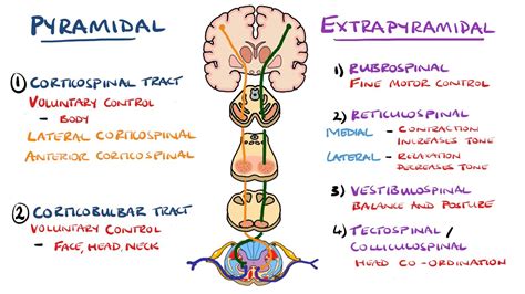 Extrapyramidal System Anatomy And Clinical Importance Kenhub
