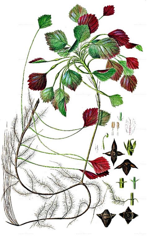 Species - Water Chestnut (Trapa natans L.)