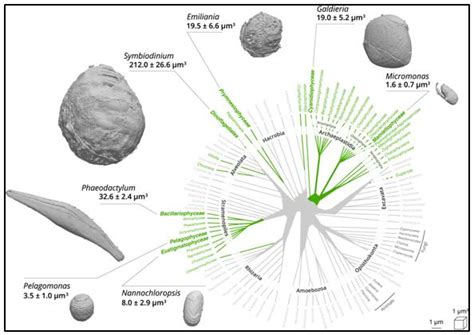 Creative Biostructure On Linkedin Subcellular Structure Analysis