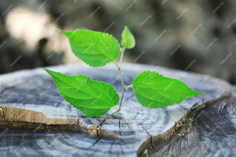 Premium Photo Beautiful Seedling Growing In The Center Trunk As A Concept Of New Life