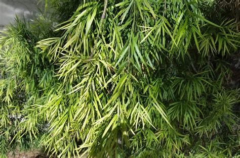 How To Grow Buddhist Pine Podocarpus Macrophyllus In Your Garden