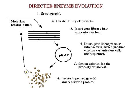 Rational Design Requires 3 D Structure Of Enzyme