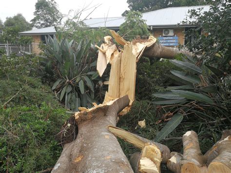 Tree Crashes Down In Front Of Local Babe Clarence Valley Independent