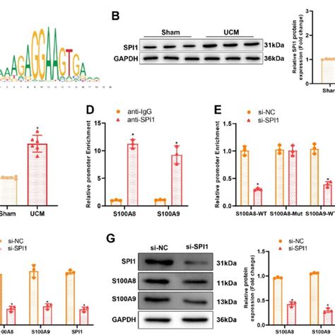 The Transcription Factor Spi1 Regulates S100a8 And S100a9 Download Scientific Diagram