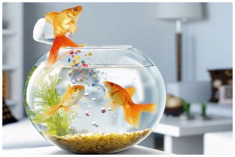 금붕어 종류 진주린 난주 오란다 수명 네이버 블로그