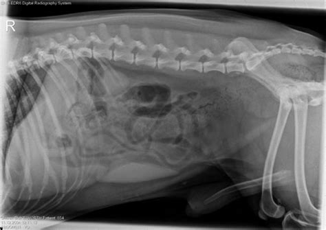 Edgewater Veterinary Hospital Biloxi Mississippi 39531 Services