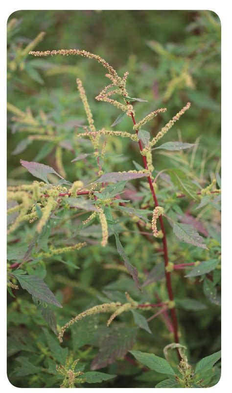 刺苋 黄石植物 图片