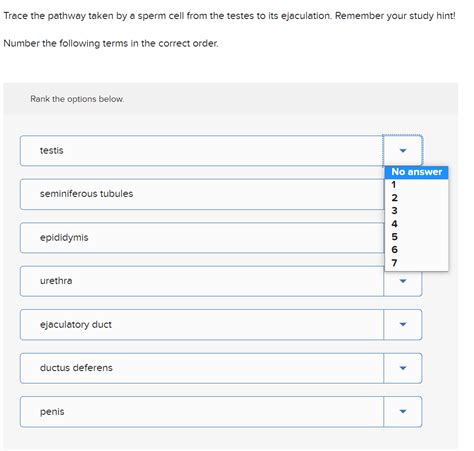 Solved Trace The Pathway Taken By A Sperm Cell From The