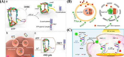 Aptamer Based Probes For Fluorescence Imaging At The Subcellular Level Download Scientific