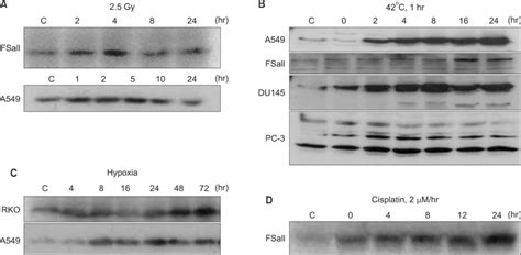 Western Blot Analysis For The Upregulation Of Nqo1 By Various