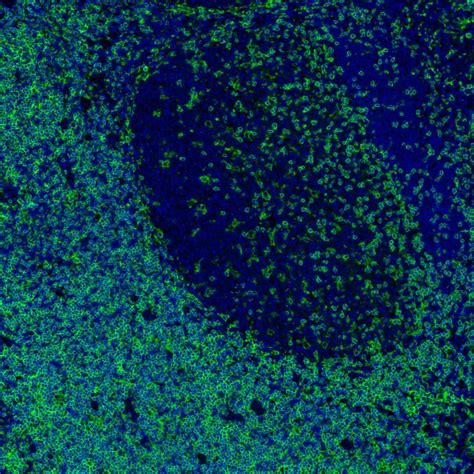 Cd4 Recombinant Rabbit Monoclonal Antibody Irs005 Huabio