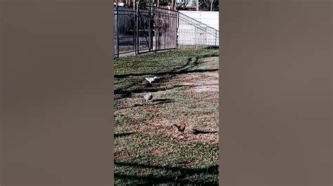 Wocka FlÀcka Flames Wakaflocka Flocks Flakka Flamethrowers Youtube