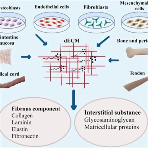 Bone Regeneration Process With The Contribution Of Biomaterials