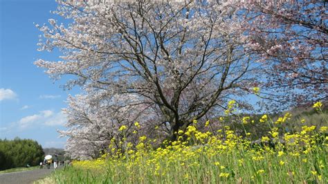 【連載】ドライブで楽しむおすすめの旅 ～茨城のお花見スポットで春を感じよう！～ Kurashi No