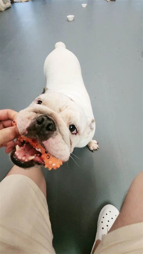 잉글리쉬불독 옥순이 강아지 책임분양 ♥ 아이조아 유기방지입양 파양 강아지보호소 고양이보호소 무료분양센터