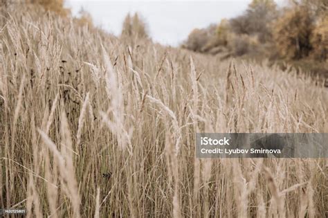 가을에 팜파스 잔디 자연 배경 마른 베이지 리드 파스텔 중립 색상과 지구 색조 기치 선택적 초점 뜨와 뜨와 그라스에 대한 스톡