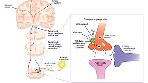 Drug Monitoring And Pharmacokinetics Of Gabapentin Clinical Pharmacy Pptx