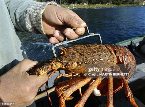 Arraya Photos And Premium High Res Pictures Getty Images