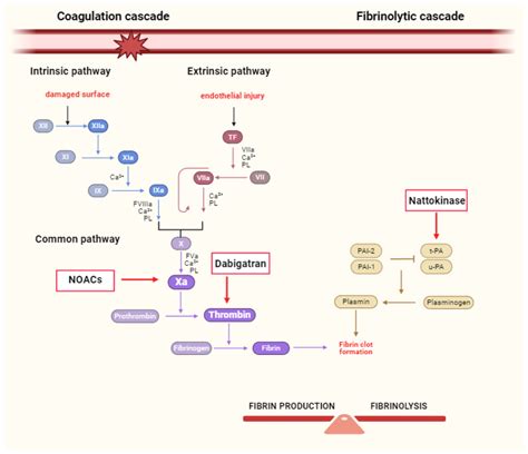 Coagulation Cascade And Signaling Pathways Of Noacs And Nk Download Scientific Diagram