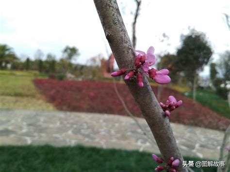 哈爾濱的白雪還沒化雲南邊陲小城騰衝早已百花爭艷 每日頭條
