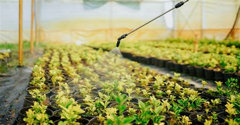 스프링클러가 온실의 식물에 물을 뿌리고 있습니다 사진 Unsplash의 관개 시스템 이미지