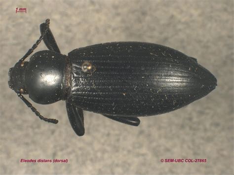 Tenebrioninae