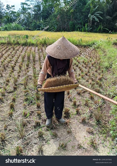 3 775 Sorting Rice Images Stock Photos Vectors Shutterstock