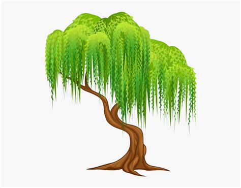 Weeping Willow Tree Drawing Drawing Skill