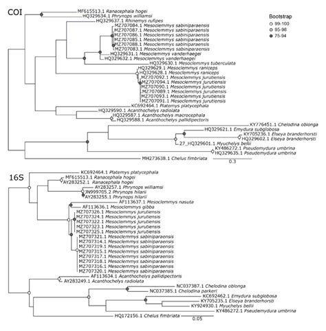 Maximum Likelihood Trees For The COI 675 Bp And 16S 586 Bp