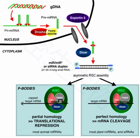 小激活rna Sarna 、小干扰rna Sirna 设计与合成、基因编辑（crispr Cas9） Aav Lv Adv