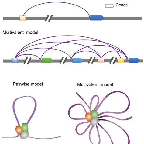 Two Models For Aggregated Chromatin Interactions Download Scientific Diagram