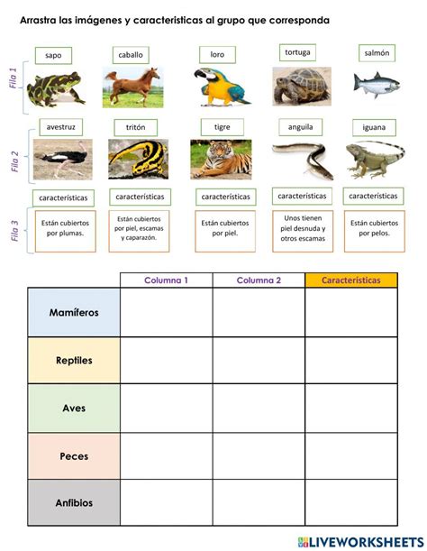 Animales Vertebrados Online Exercise For Quinto Ccnn Online Workouts