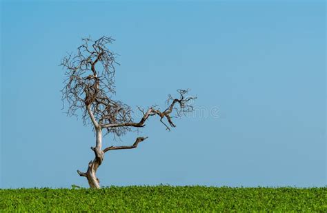 Lonely Dry Leafless Tree In The Green Meadow Standing Blue Sky Copy