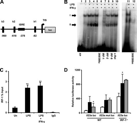 Characterization Of An Isre In The Il23a Promoter A Schematic Download Scientific Diagram