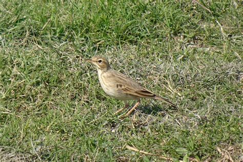 Pipit Bird Animal Paddy Field Free Photo On Pixabay Pixabay