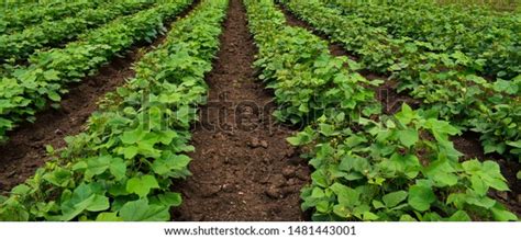 Intercropping Mixed Cropping Crop Rotation Royalty Free Images Stock Photos Pictures
