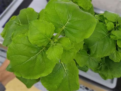 本氏烟草重组蛋白 叶菜侠山东农业科技有限公司