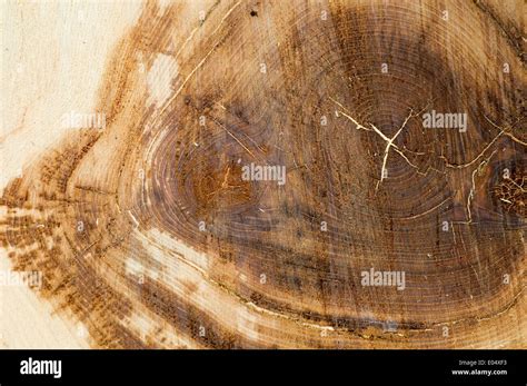 Tree Rings Ring Wood Trunk Lumber Cut Cutting Down Trees Age Old Mature Log Logs Age Stock Photo