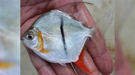 İnsan Gibi Dişleri Var Vejetaryen Pirana Balığı Saurona Merhaba Deyin Chip Online