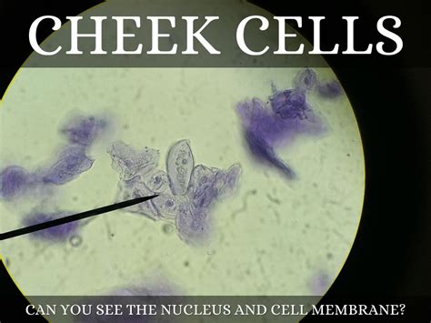 Cells Under A Microscope By Jaimarie Nelson