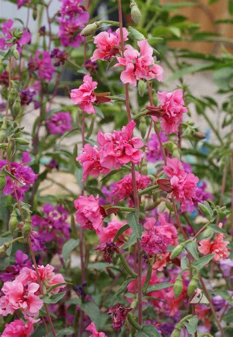 Clarkia Clarkia Unguiculata Applewood Seed Company