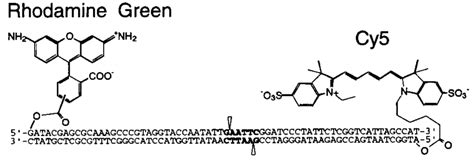 Sequence Of The Dsdna Substrate With Fluorophore Labels The Ecori Sequence Of The Dsdna Substrate With Fluorophore Labels The Ecori