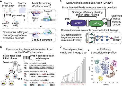 Machine Learning Optimized Cas12a Barcoding Enables The Recovery Of Single Cell Lineages And