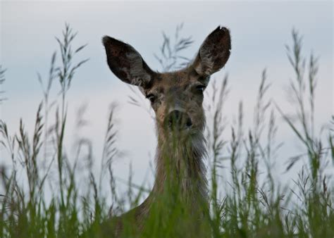 Peaking Thru The Grass Enmanscameras Blog Kamloops