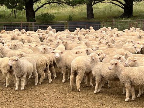Lot 613 300 Mixed Sex Suckers Auctionsplus