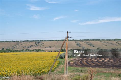 갈색 토양에 노란색 피는 필드와 행 패턴농촌 풍경의 흐림 배경에 소박한 전신주 우크라이나 시골의 전통적인 전망 0명에 대한 스톡 사진 및 기타 이미지 Istock