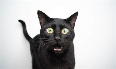 Blackcat Ransomware Unseizing A Dark Web Stunt Source Ciso2ciso