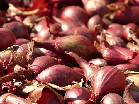 60 Free Shallots And Food Images Pixabay